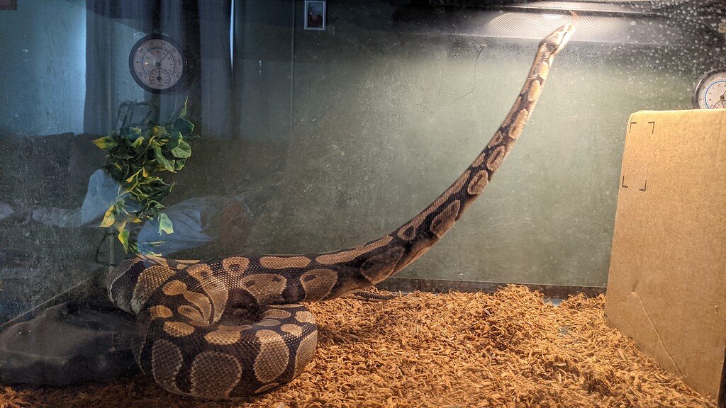 I'm new here and this is my first year breeding ball pythons, any tips ...