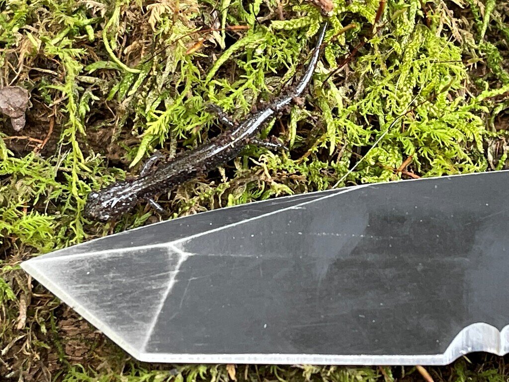 Field herping - Other Amphibians - MorphMarket Reptile Community