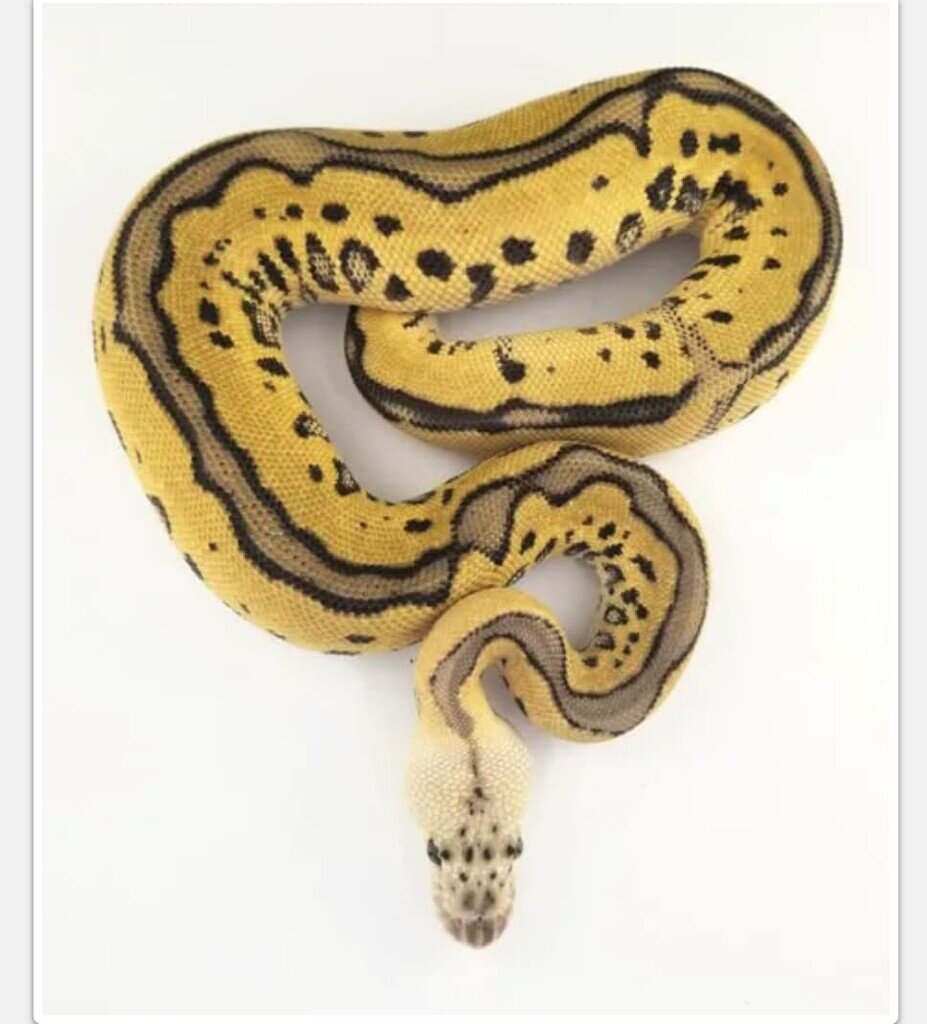 Yet Another Request For ID help - Ball Pythons - MorphMarket Reptile ...