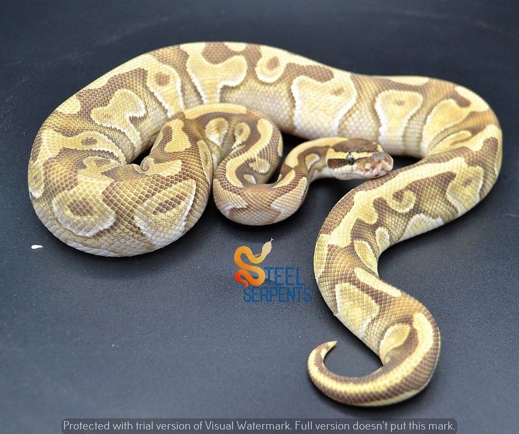 Confirm morph - Ball Pythons - MorphMarket Reptile Community