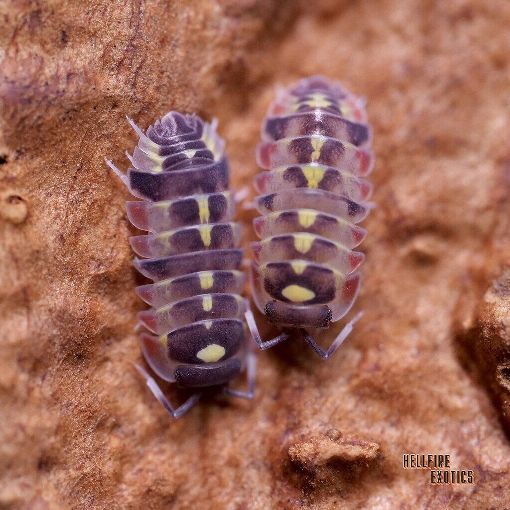 Young Merulanella sp. Red Diablo - Isopods - MorphMarket Reptile Community
