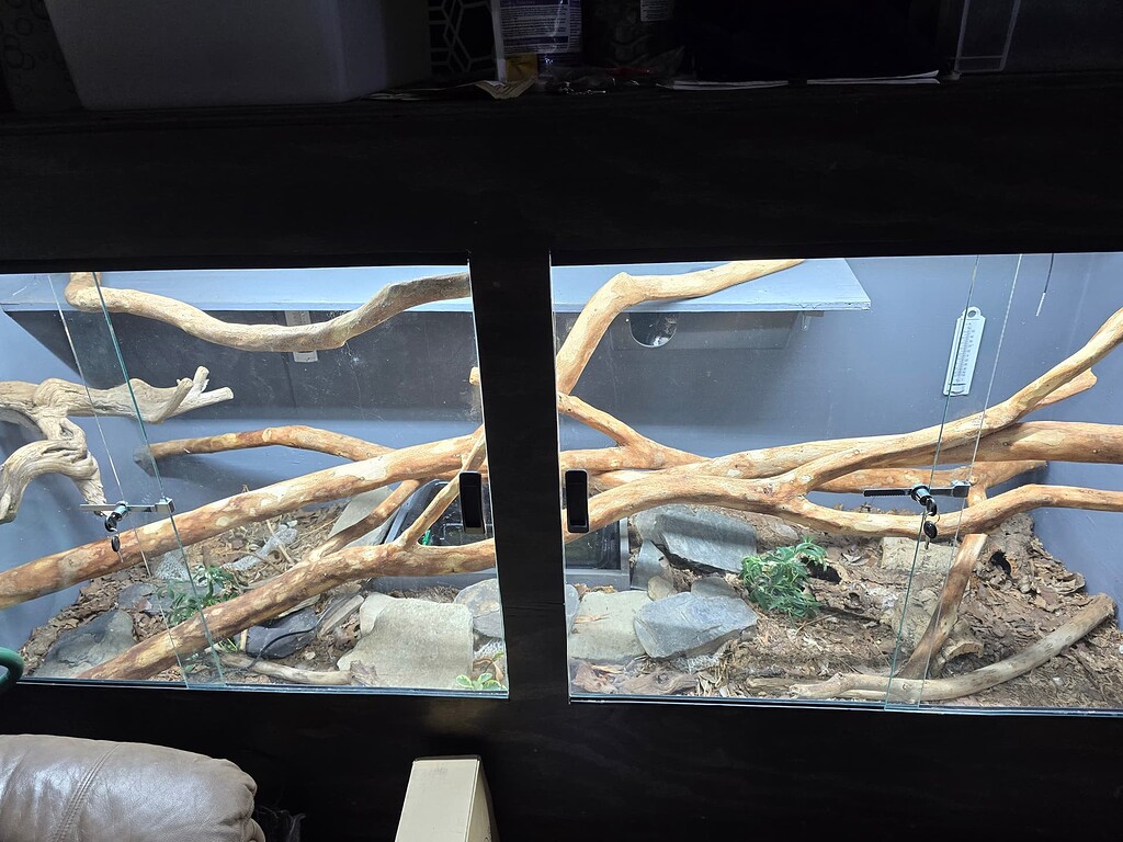 Safe plants in large bioactive terrarium - Other Plants - MorphMarket ...