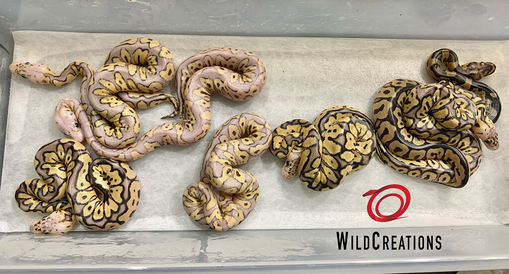 First clutch 2021 - Ball Pythons - MorphMarket Reptile Community
