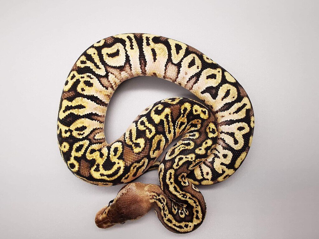 Identifying genes in these royal pythons - Ball Pythons - MorphMarket ...