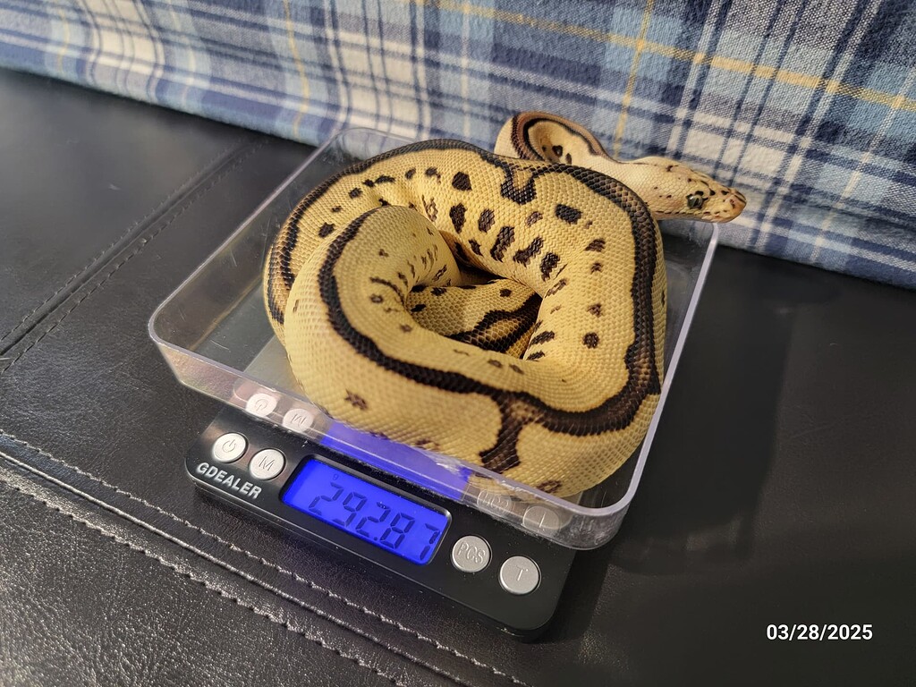 Geneva my Batman - All Reptiles - MorphMarket Reptile Community