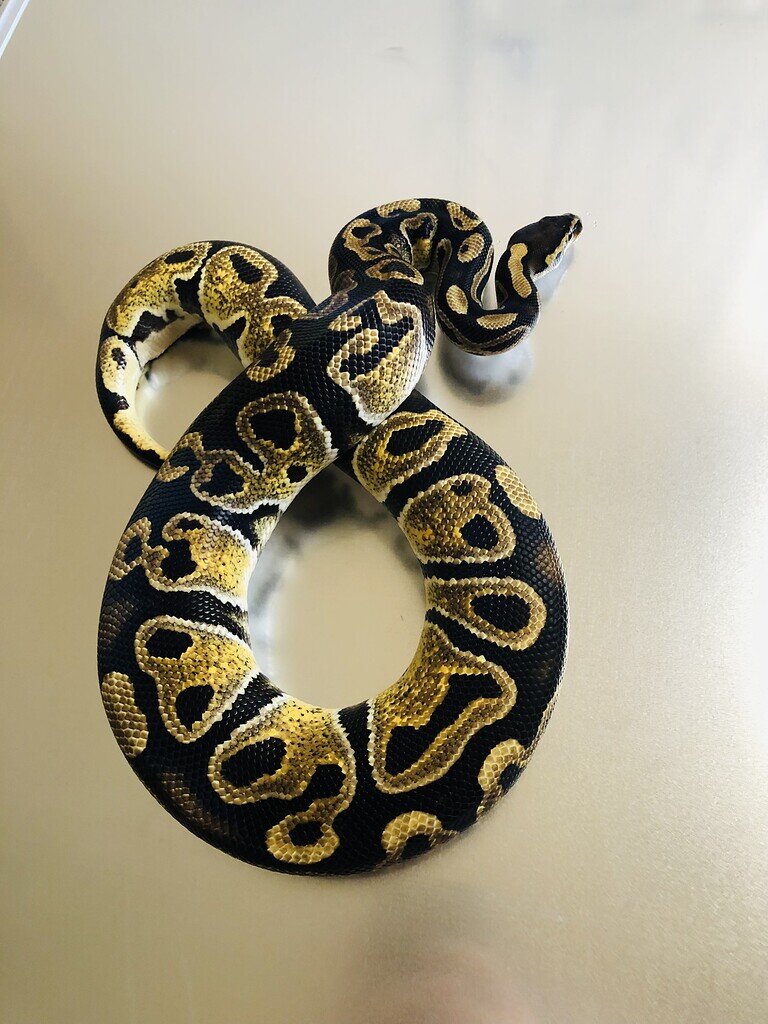 Funky normal - Ball Pythons - MorphMarket Reptile Community