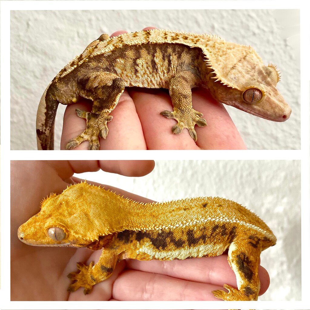 '24 breeding pairs - Crested Geckos - MorphMarket Reptile Community