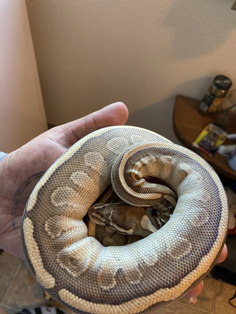 What kind of ball pythons are these? - All Reptiles - MorphMarket ...