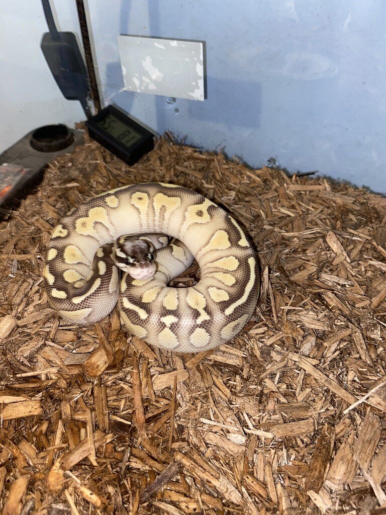 I Need help identifying my female ball python - Ball Pythons ...