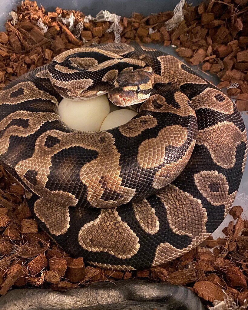 Are these all ivory? - Ball Pythons - MorphMarket Reptile Community
