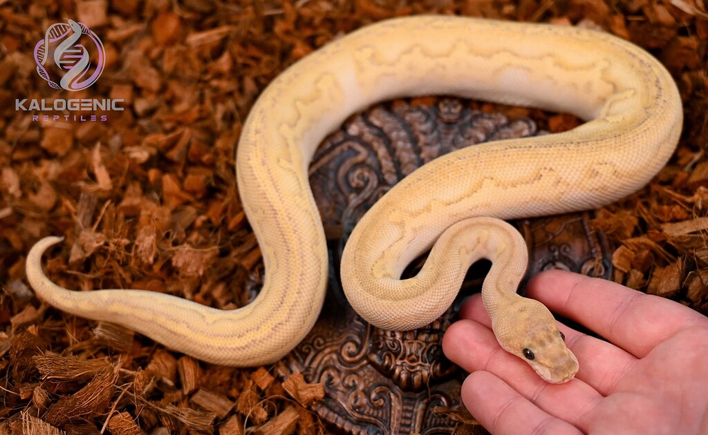 Fabulous girl that I acquired earlier this year - Ball Pythons ...