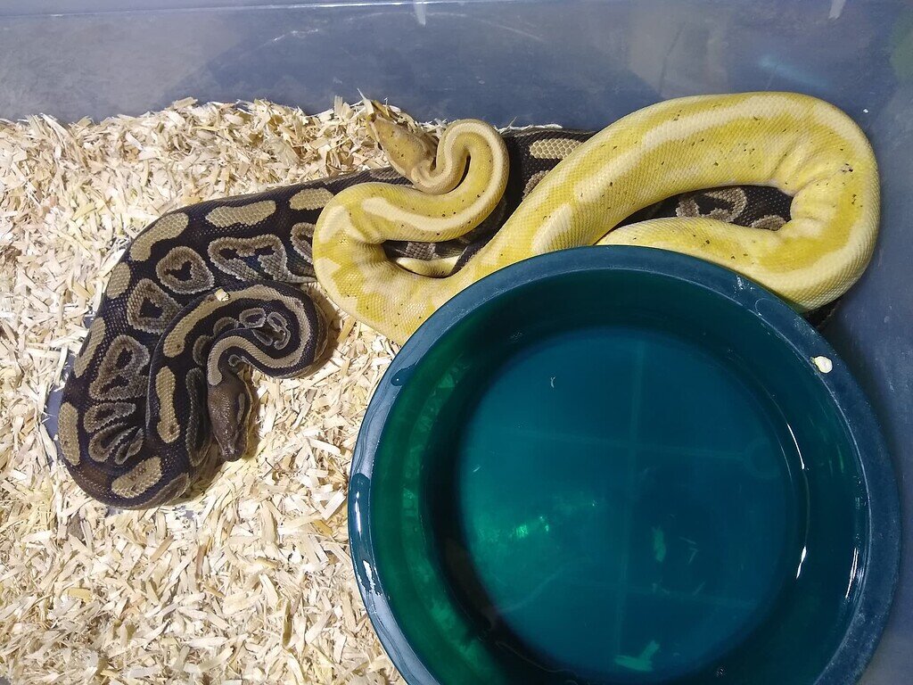 Recent locks - Python Hub - Ball Pythons - MorphMarket Reptile Community
