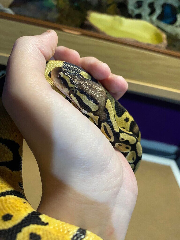 Identify help - Ball Pythons - MorphMarket Reptile Community