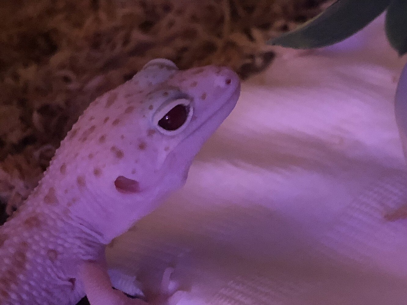 Rescue Gecko Identification Leopard Geckos Morphmarket Reptile Community