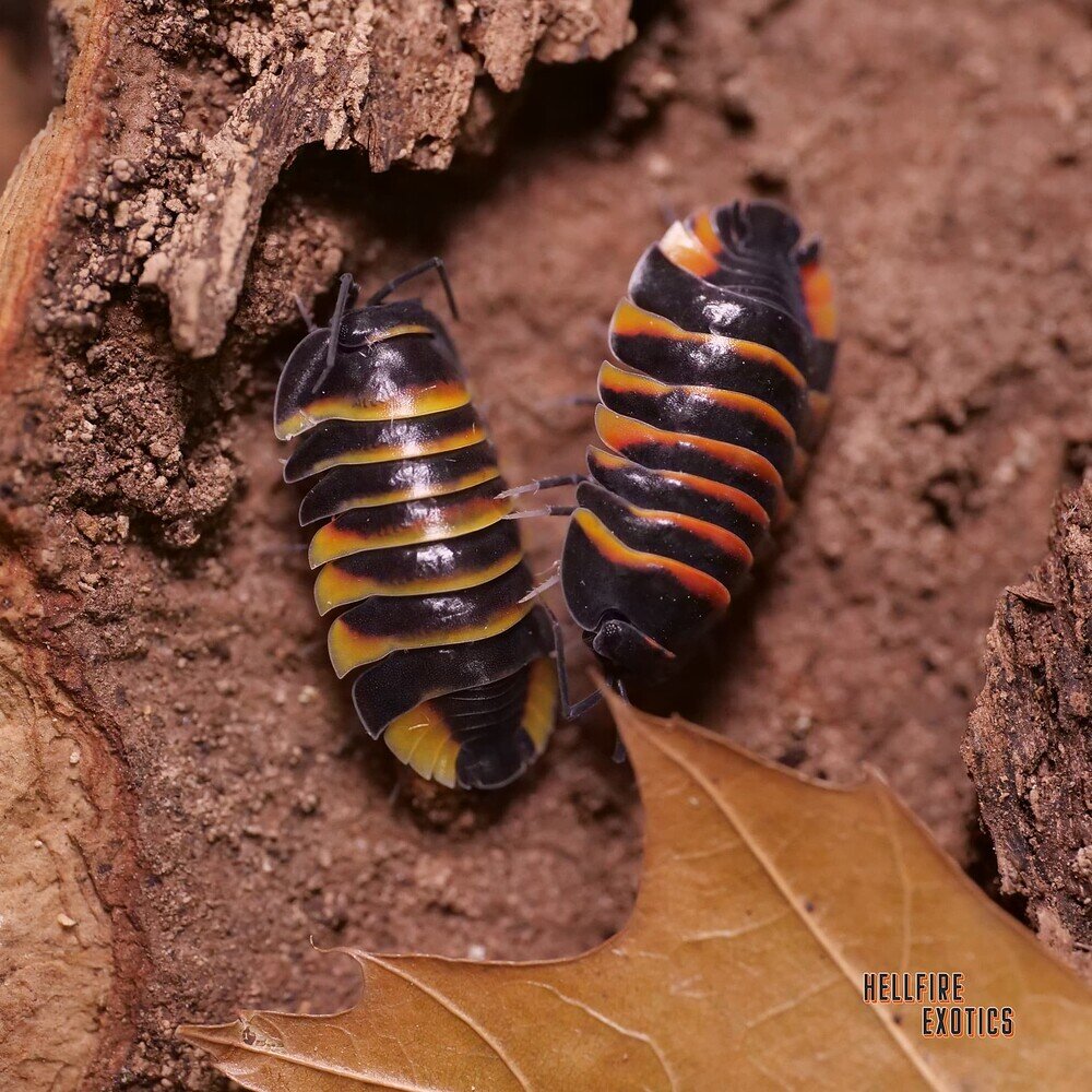Merulanella sp. "Ember Bee" 🐝 - Isopods - MorphMarket Reptile Community