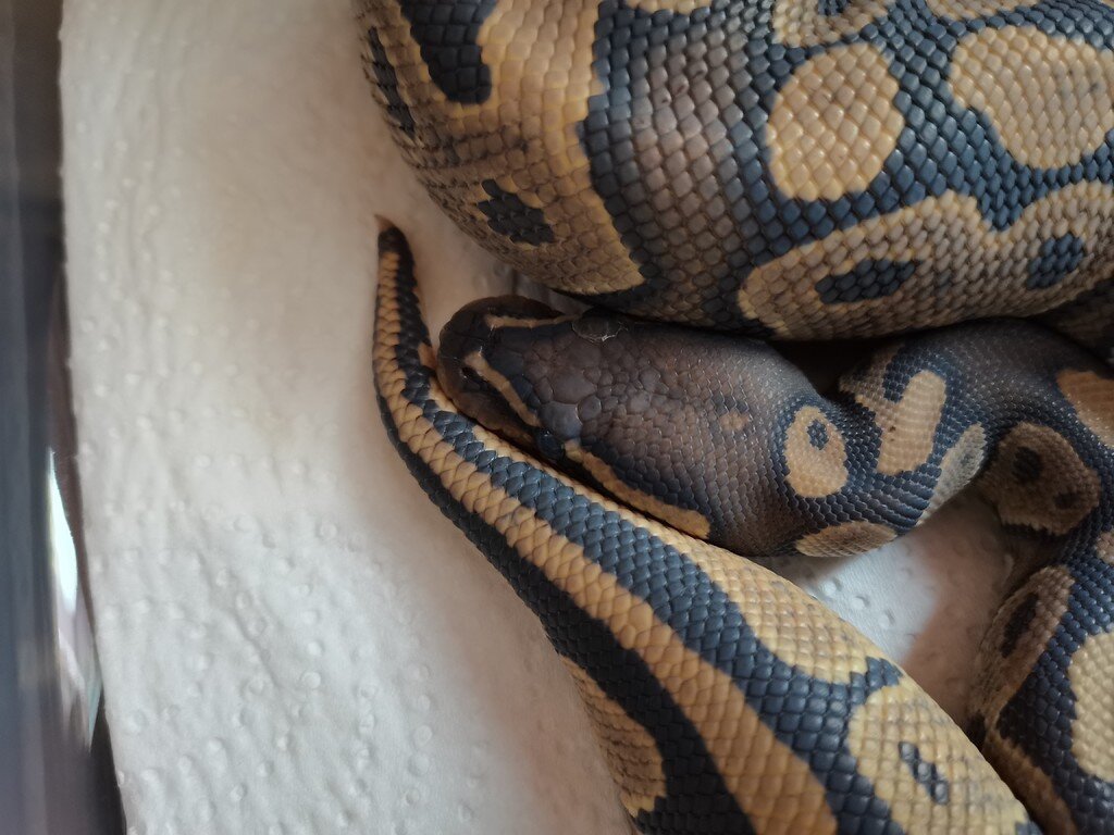 Poss Chocolate Ghosts - Ball Pythons - MorphMarket Reptile Community
