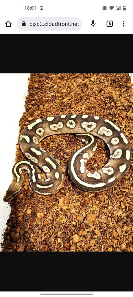 Confirmation on identification - Ball Pythons - MorphMarket Reptile ...