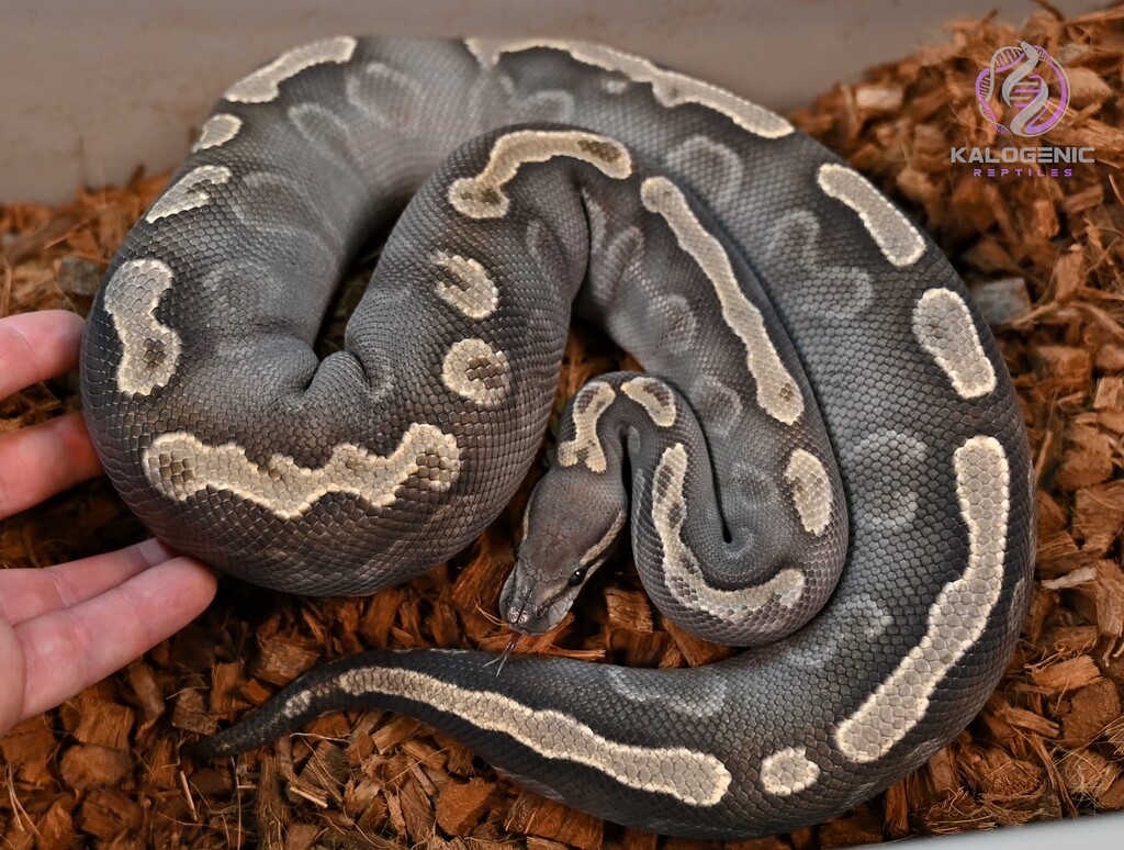 Homegrown GHI Mojave het. Black Axanthic glowing with 29mm follicles ...