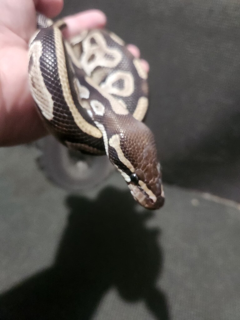 Doubting my ID skills - Ball Pythons - MorphMarket Reptile Community