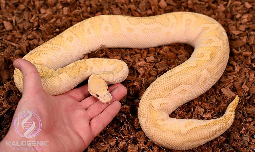Thriving and glowing ️ - Ball Pythons - MorphMarket Reptile Community