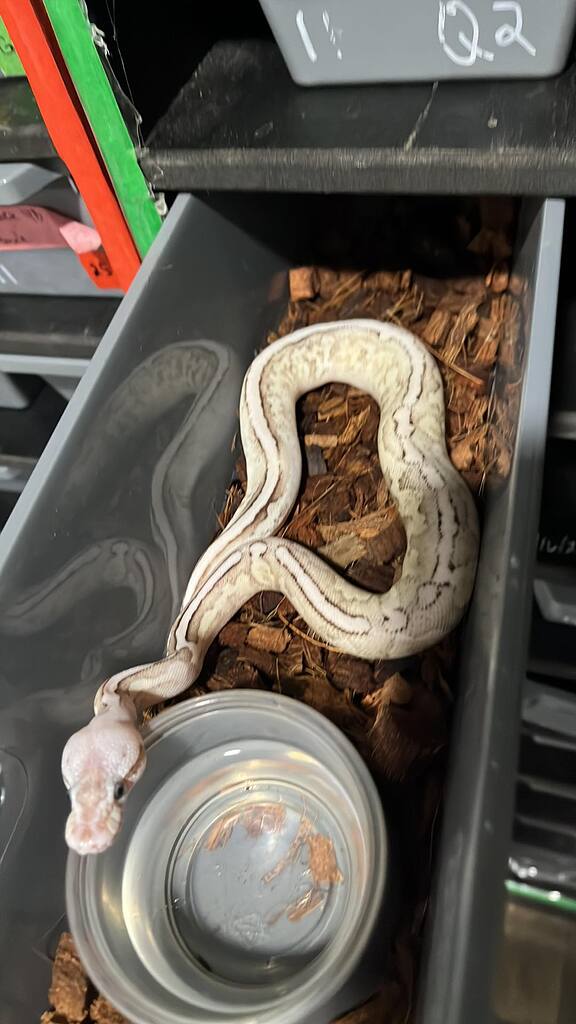 Help identify oddball - Ball Pythons - MorphMarket Reptile Community