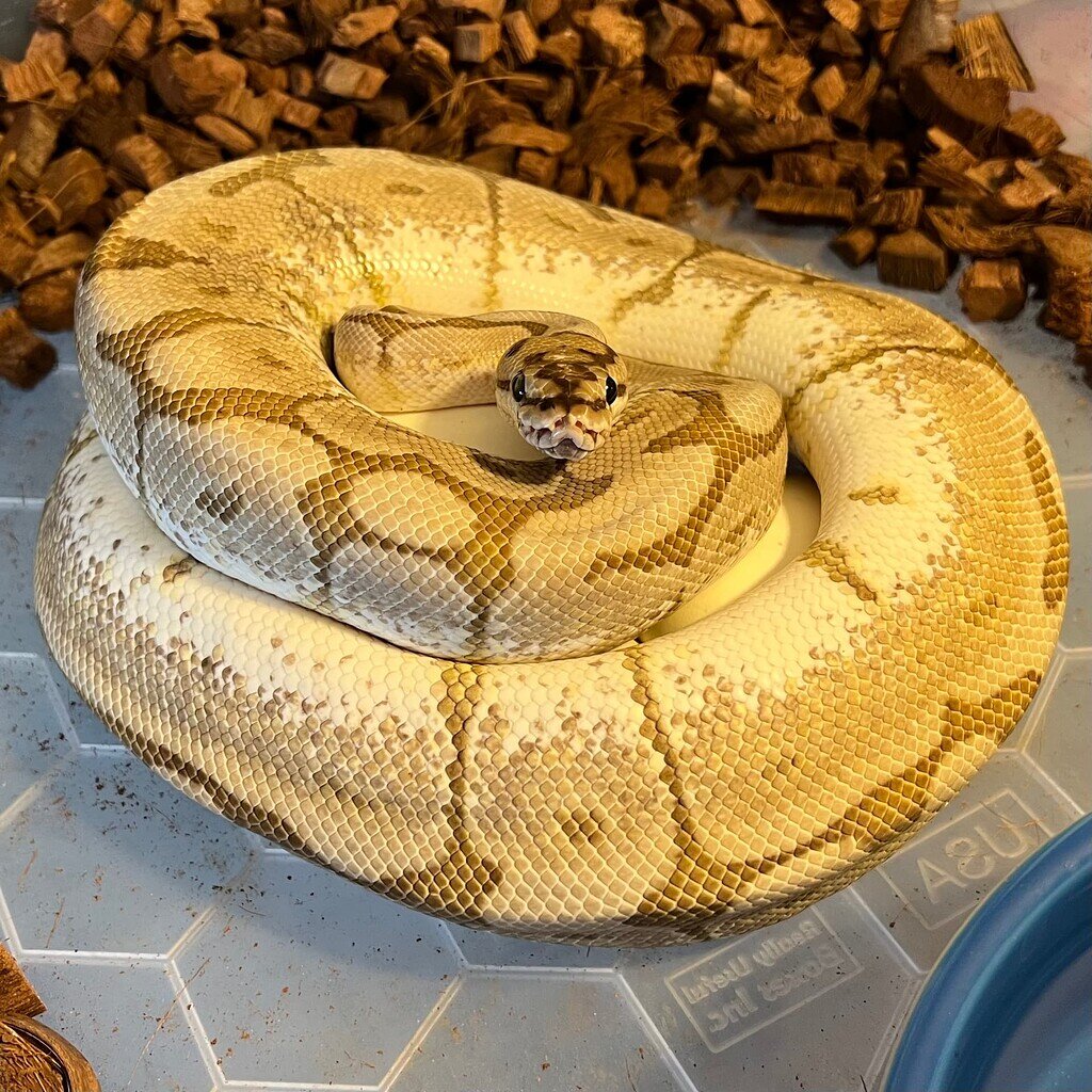 Clutch number 22 - Ball Pythons - MorphMarket Reptile Community