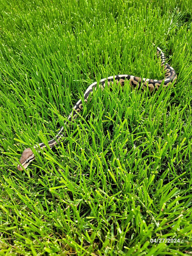 Please Help! - All Reptiles - MorphMarket Reptile Community