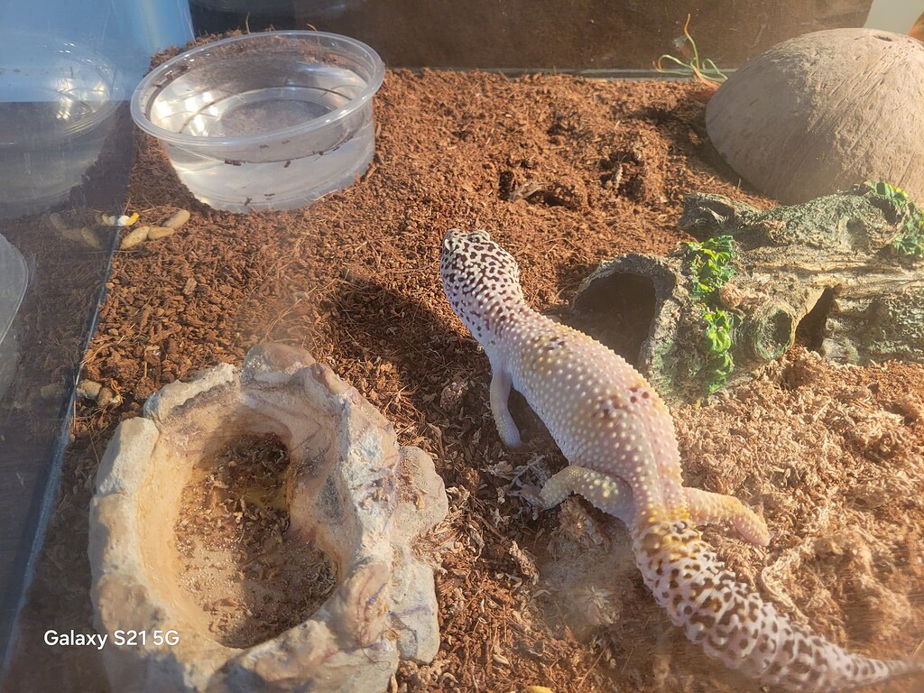 Morph help of 2 leopard geckos - Leopard Geckos - MorphMarket Reptile Community