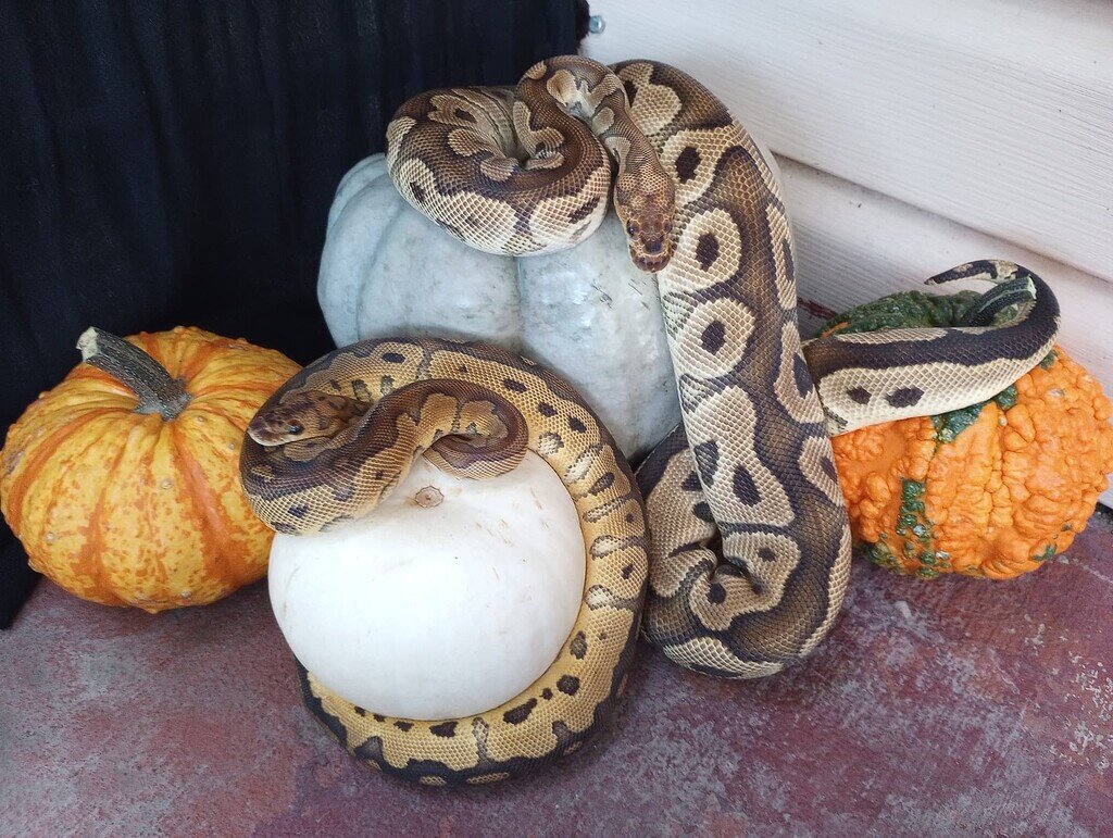 Pythons on pumpkins - Ball Pythons - MorphMarket Reptile Community