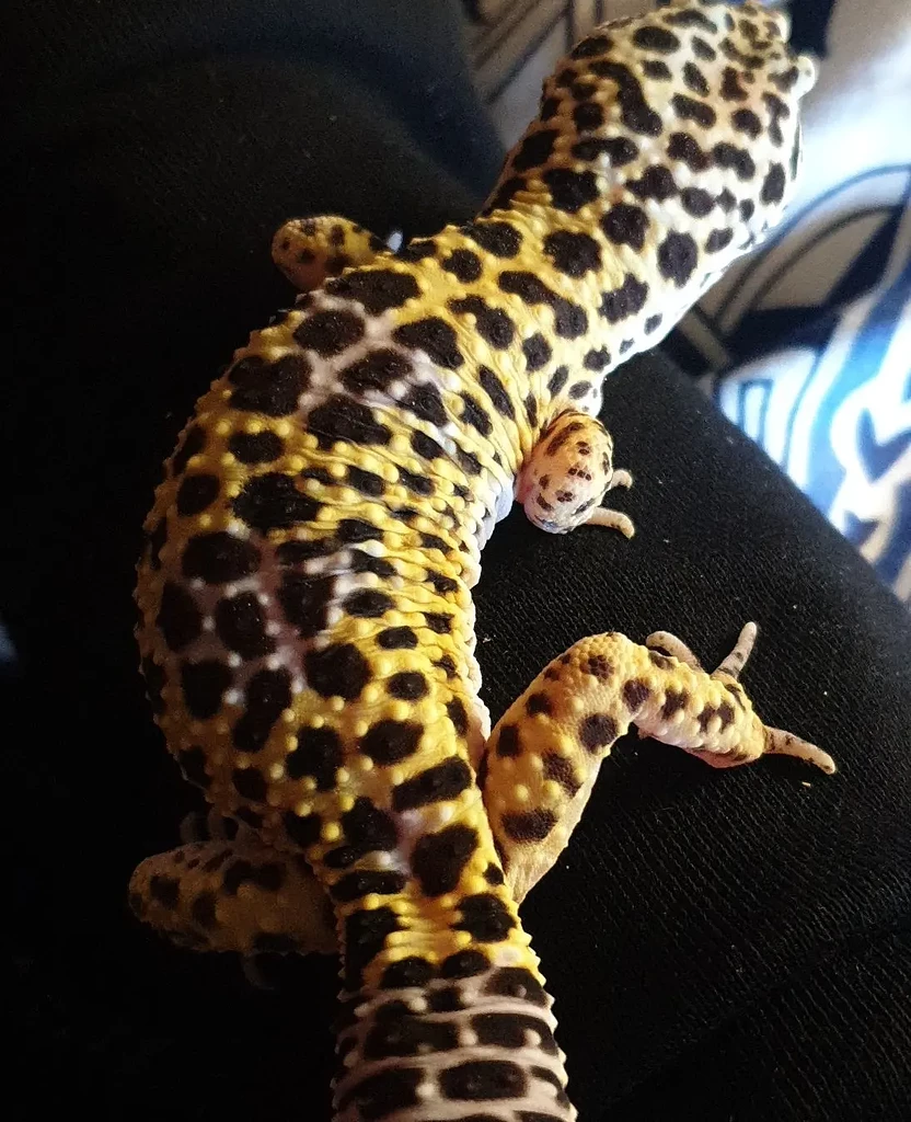 Help identifying morph - Leopard Geckos - MorphMarket Reptile Community
