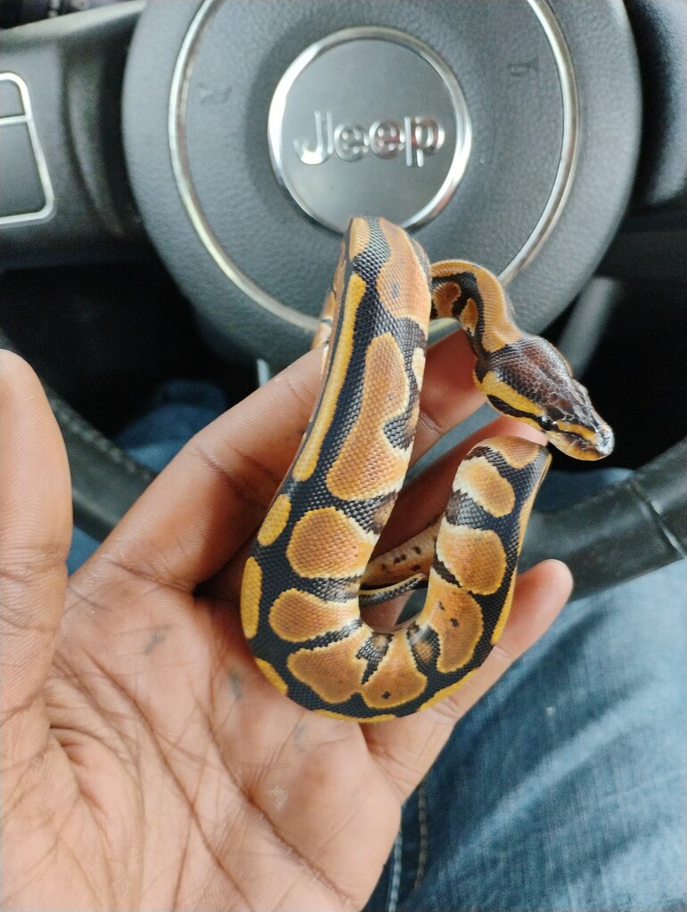 Identifying help - All Reptiles - MorphMarket Reptile Community