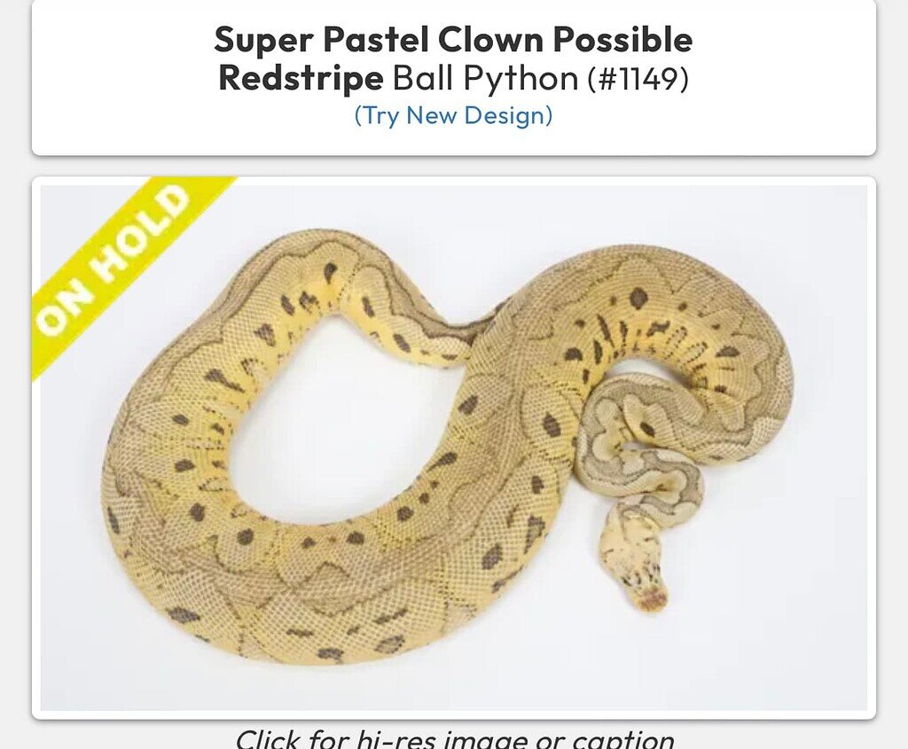 How would I pair this snake to confirm the red stripe? - Ball Pythons ...