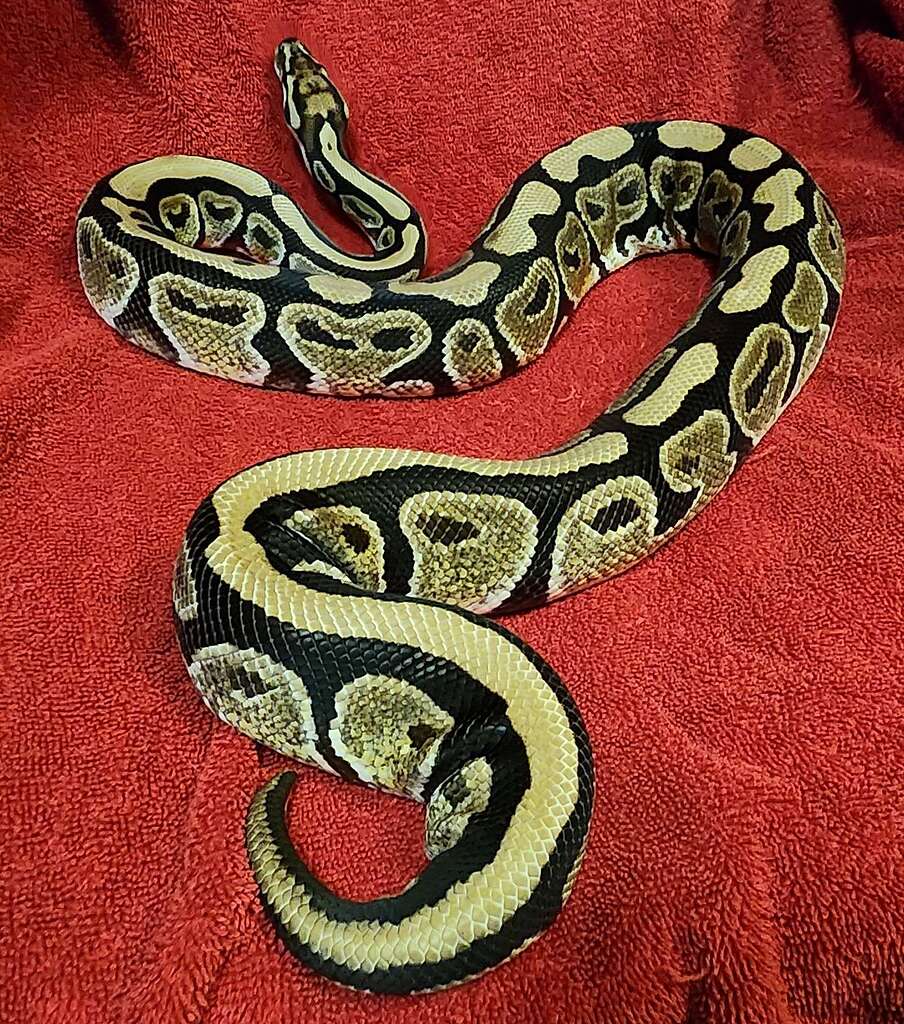First Time Clutch, need help with morph ID! - Ball Pythons ...