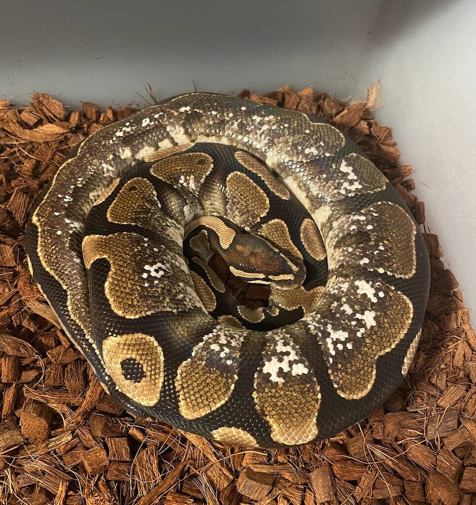 Female overdue/egg bound? - Ball Pythons - MorphMarket Reptile Community