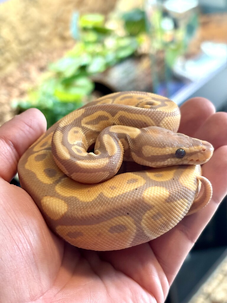Morph ID for this ‘banana?’ - Ball Pythons - MorphMarket Reptile Community