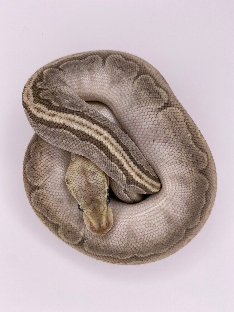 Bamboo Morph Identification Help - Ball Pythons - MorphMarket Reptile ...