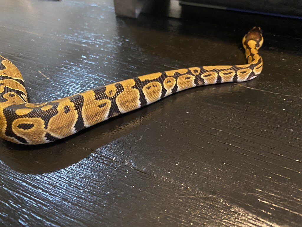 Wild type or something else - Ball Pythons - MorphMarket Reptile Community