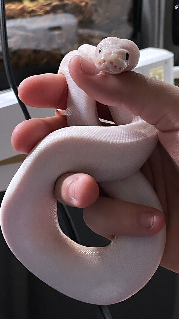 HELP! New ball python owner - Page 2 - Ball Pythons - MorphMarket ...