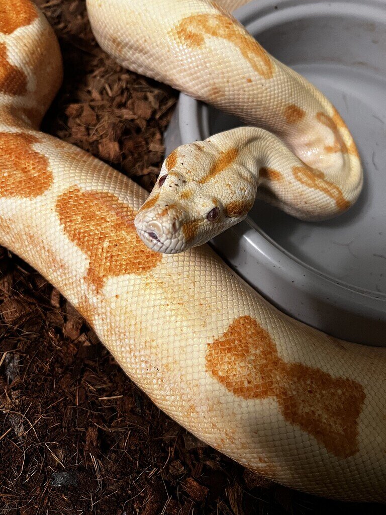 Small bubbles on face… - Boa Constrictors - MorphMarket Reptile Community