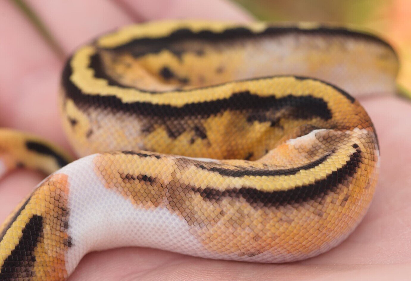 Biological Canvas 2022 Breeding Season Clutch Photos - Ball Pythons ...