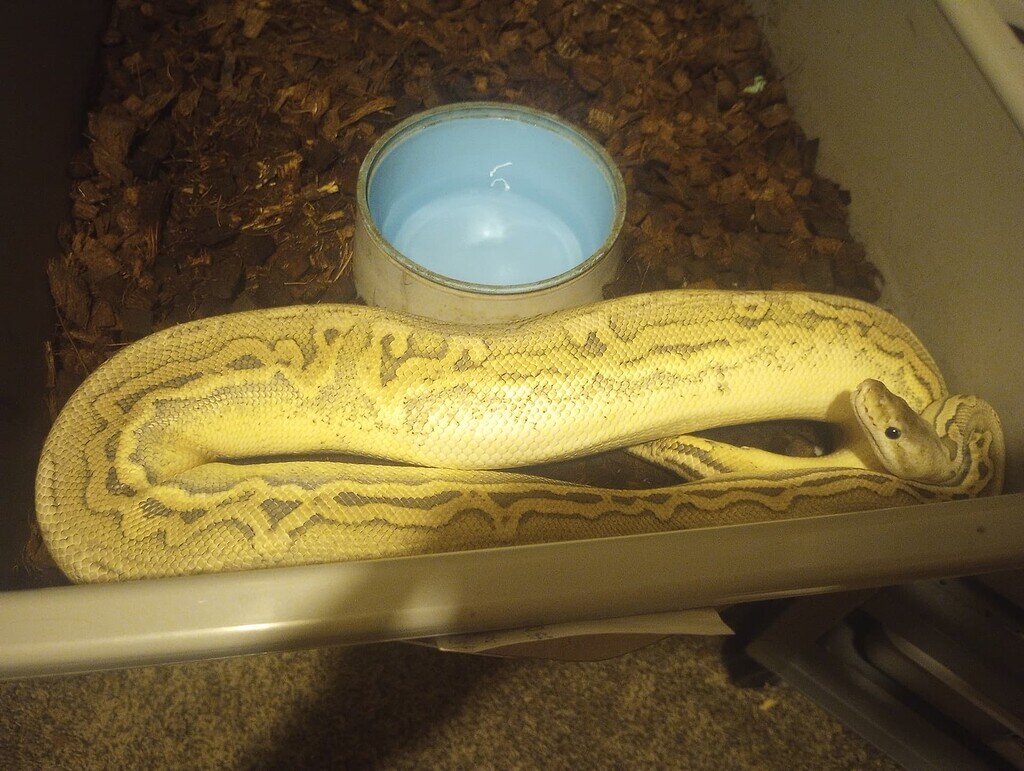 Pretty excited about this one - Ball Pythons - MorphMarket Reptile ...