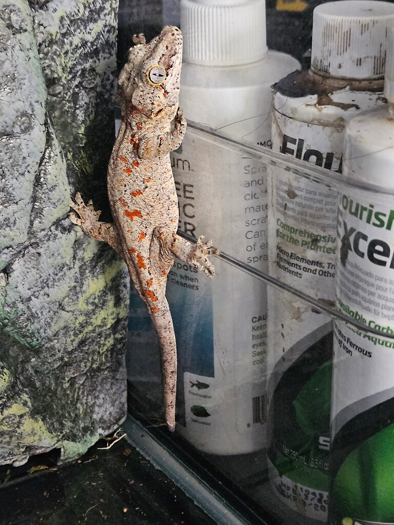 Help with identifying morph of gargoyle gecko - Gargoyle Geckos ...