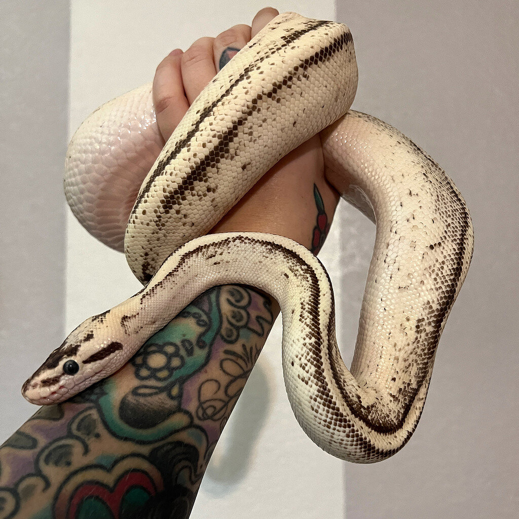 Some of your most unique balls - Ball Pythons - MorphMarket Reptile ...