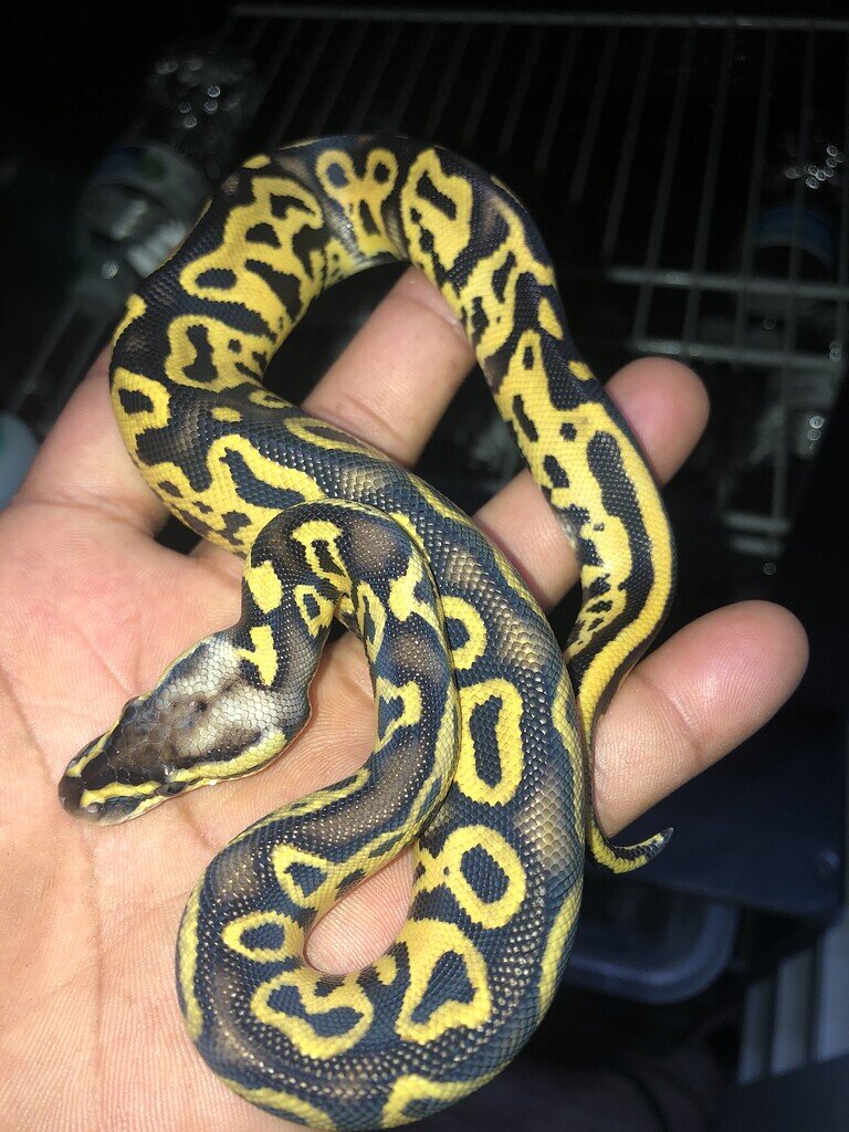 Is there a hidden gene here? - Ball Pythons - MorphMarket Reptile Community