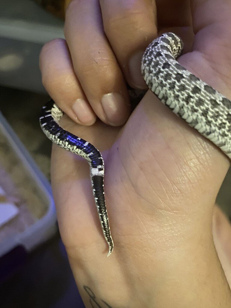 Female or Male Western Hognose? - Hognose Snakes - MorphMarket Reptile ...