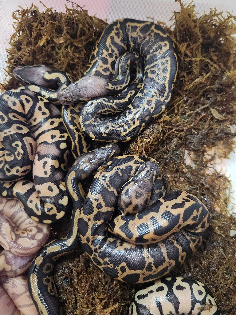 Acid black head het clown combos - Ball Pythons - MorphMarket Reptile ...
