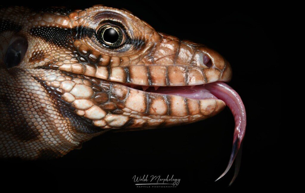 Lizard lick pic - Other Lizards - MorphMarket Reptile Community