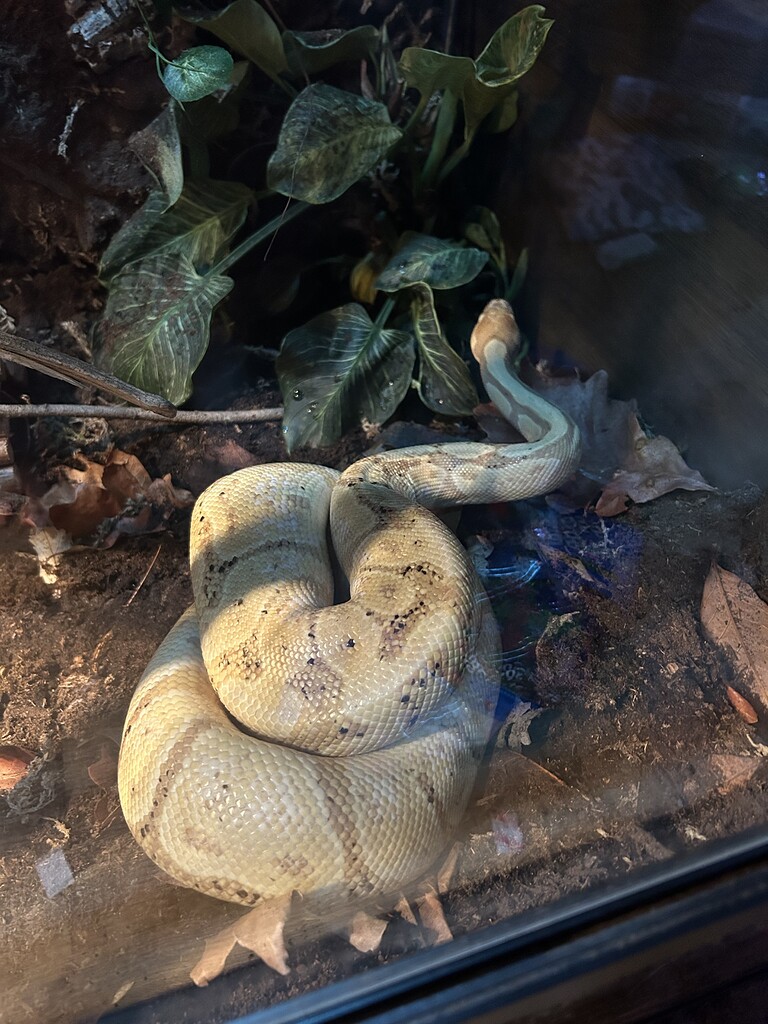 Banana morph? - Ball Pythons - MorphMarket Reptile Community