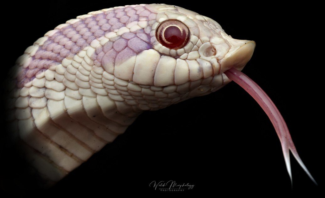 Purple Snakes - Page 2 - All Reptiles - MorphMarket Reptile Community