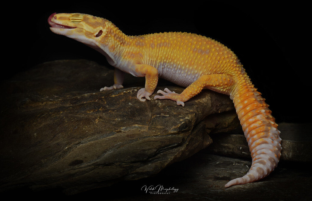 Another MBD success case - Other Lizards - MorphMarket Reptile Community
